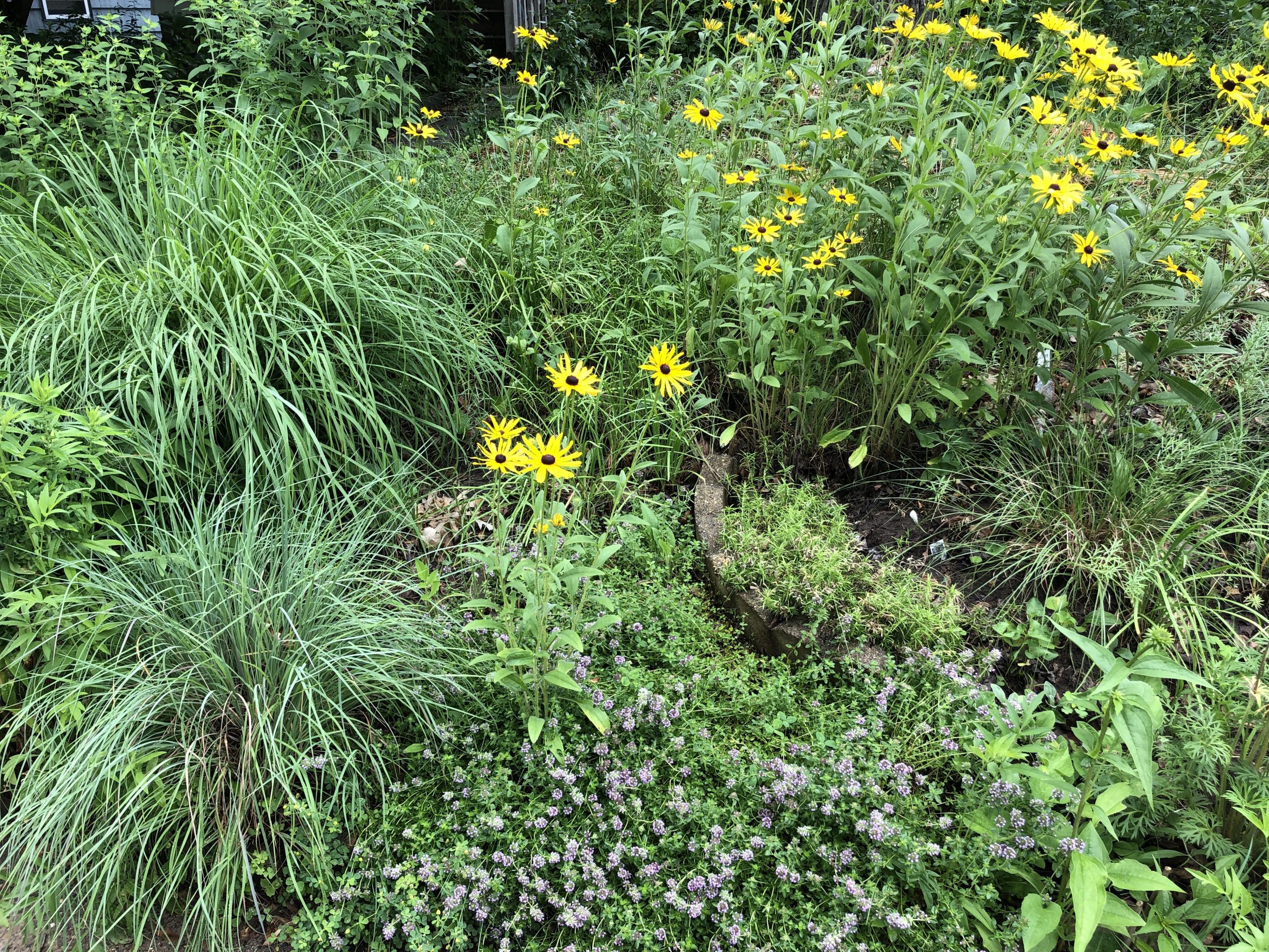 Rewilding – A Stone in the River